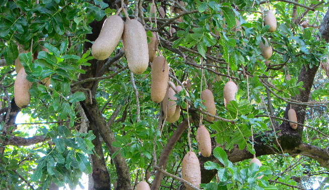 african-sausage-tree - Toronto Botanical Garden