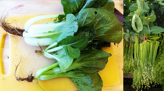 chinese vegetables - Toronto Botanical Garden