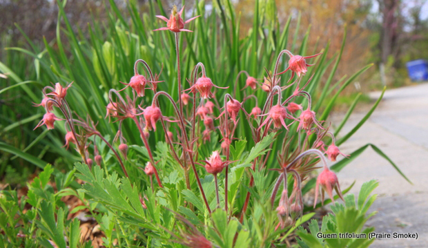 Paul’s Plant Pick: A Native Gem, Geum triflorum, Prairie Smoke ...