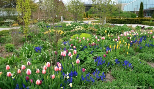 Spring in the Garden - Toronto Botanical Garden