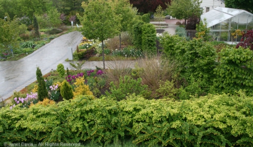 Spring in the Garden - Toronto Botanical Garden