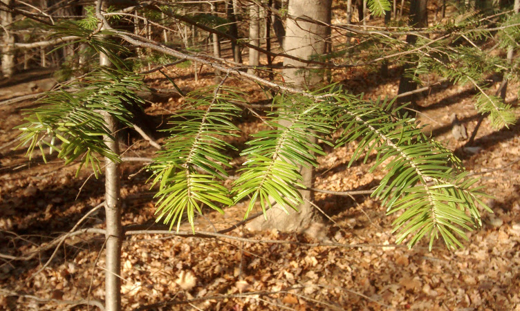 Botanical Nerd Word: Pectinate - Toronto Botanical Garden