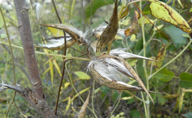 Word of the Week: Dehiscent - Toronto Botanical Garden