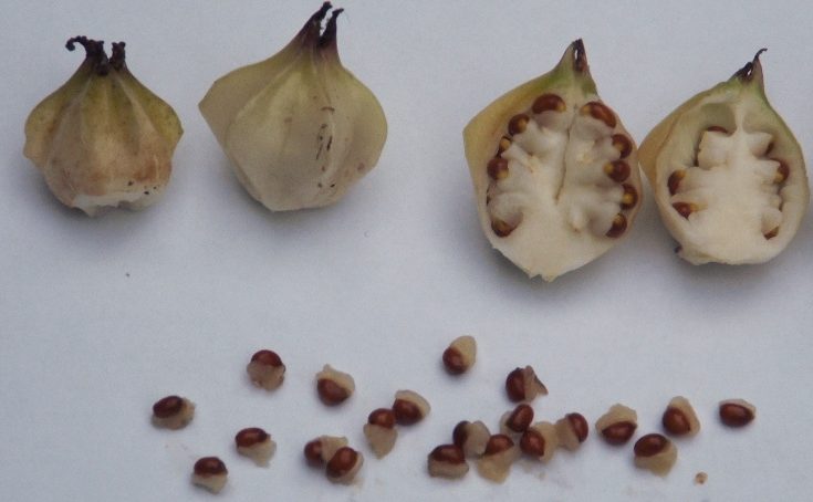 Botanical Nerd Word: Elaiosome - Toronto Botanical Garden