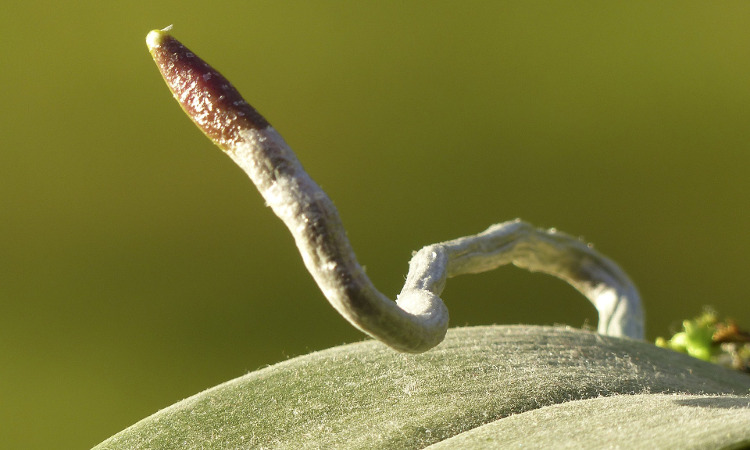 Botanical Nerd Word: Velamen - Toronto Botanical Garden