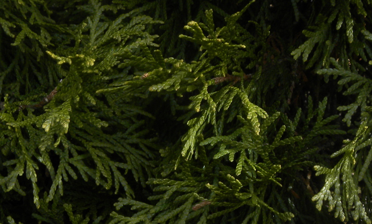 Botanical Nerd Word: Imbricate - Toronto Botanical Garden