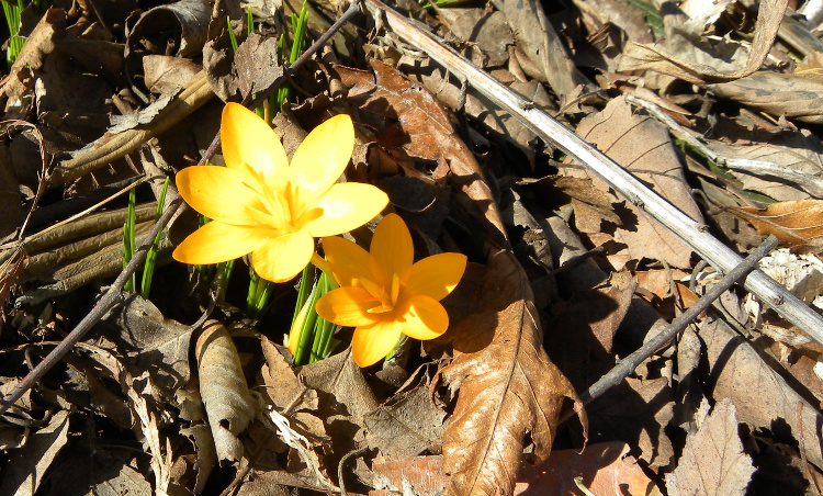 Word of the Week: Anthesis - Toronto Botanical Garden