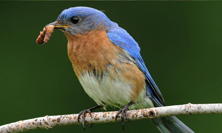 Insect-Eating-BlueBird-web - Toronto Botanical Garden