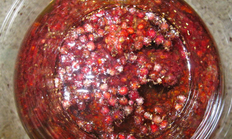 Sumac Lemonade - Toronto Botanical Garden