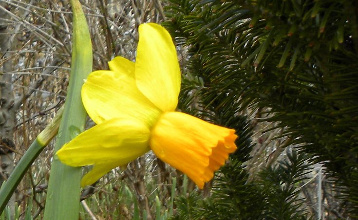 Botanical Nerd Word: Corona - Toronto Botanical Garden