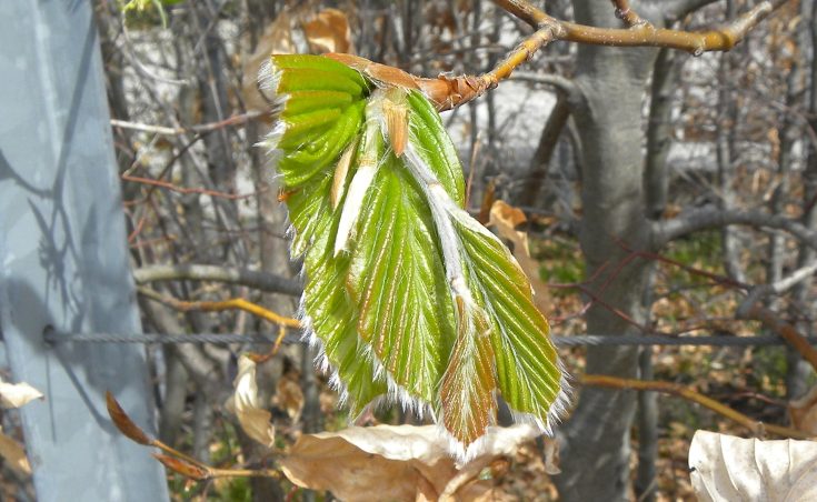 Botancial Nerd Word: Vernation - Toronto Botanical Garden