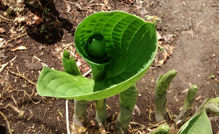 Botanical Nerd Word: Convolute - Toronto Botanical Garden