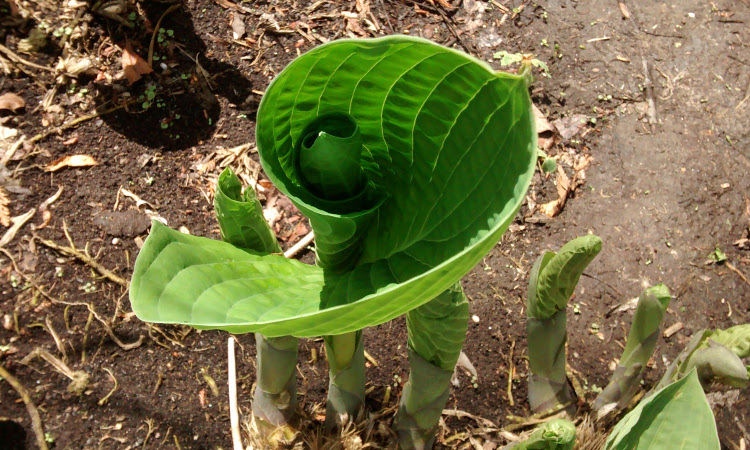 Botanical Nerd Word: Convolute - Toronto Botanical Garden