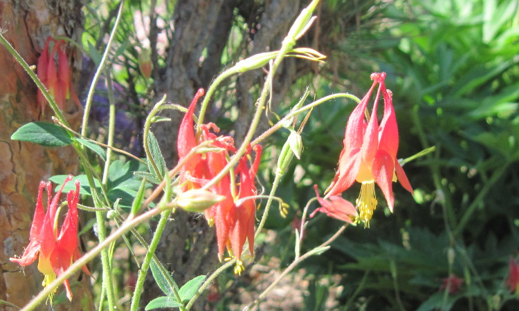 Botanical Nerd Word: Calcar - Toronto Botanical Garden