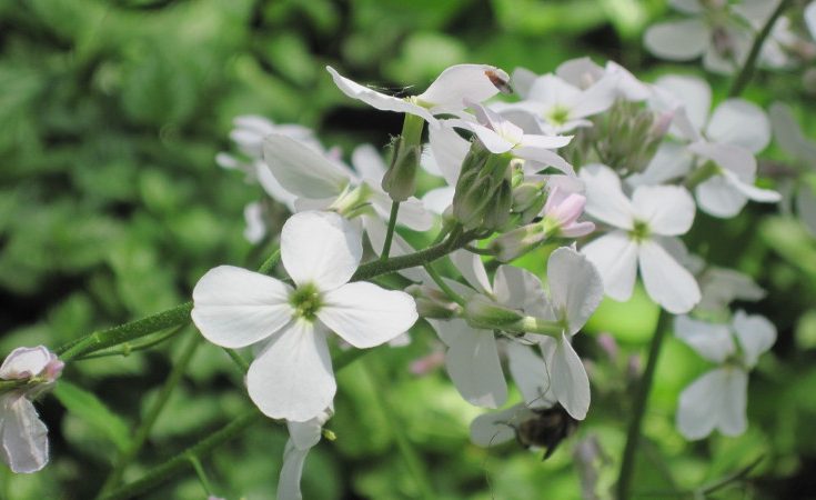 Botanical Nerd Word: Cruciate - Toronto Botanical Garden