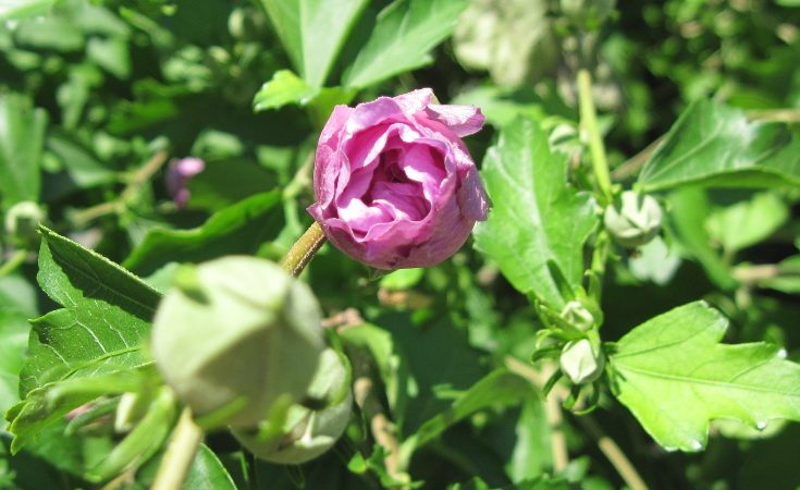 Botanical Nerd Word: Aestivation - Toronto Botanical Garden