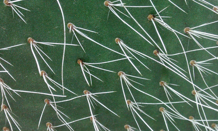 Botanical Nerd Word: Areola - Toronto Botanical Garden