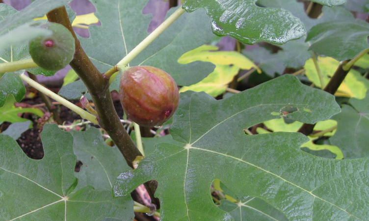Botanical Nerd Word: Syconium - Toronto Botanical Garden
