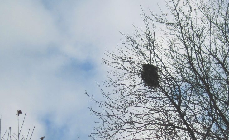 Botanical Nerd Word: Dray - Toronto Botanical Garden