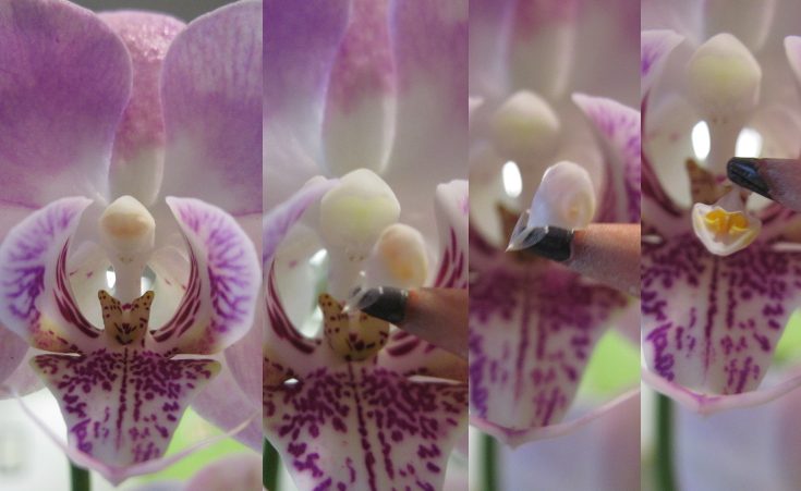 Botanical Nerd Word: Pollinia - Toronto Botanical Garden