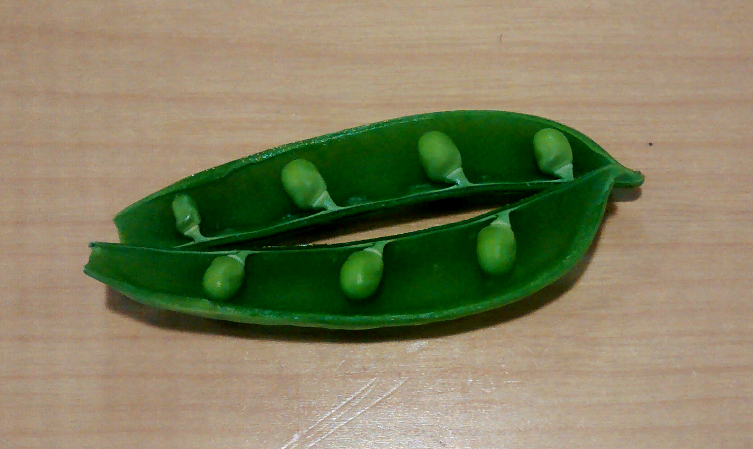 Botanical Nerd Word: Funiculus - Toronto Botanical Garden