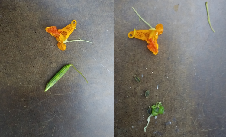 Botanical Nerd Word: Ballistic dispersal - Toronto Botanical Garden