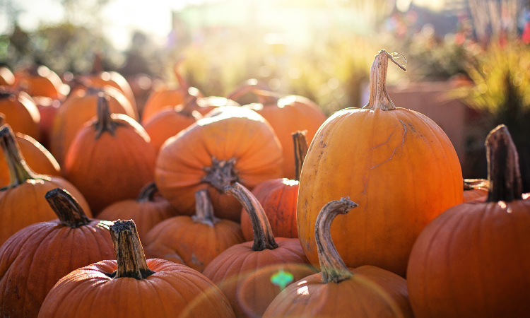 Botanical Nerd Word: Pepo - Toronto Botanical Garden