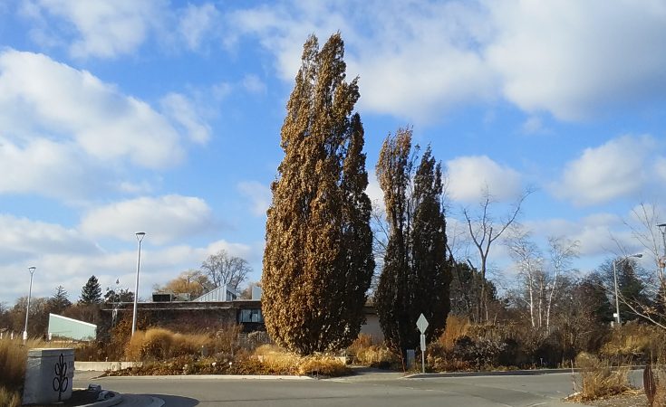 Botanical Nerd Word: Fastigiate - Toronto Botanical Garden