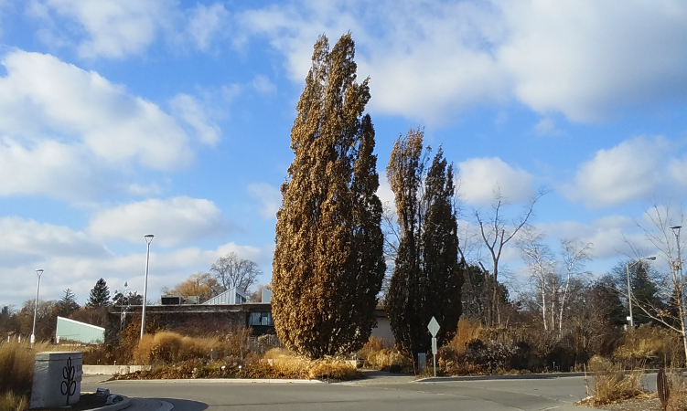 Botanical Nerd Word: Fastigiate - Toronto Botanical Garden