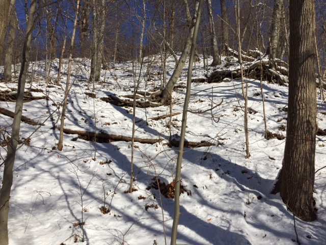 Building a Framework to Protect & Enjoy Toronto’s Ravines - Toronto ...