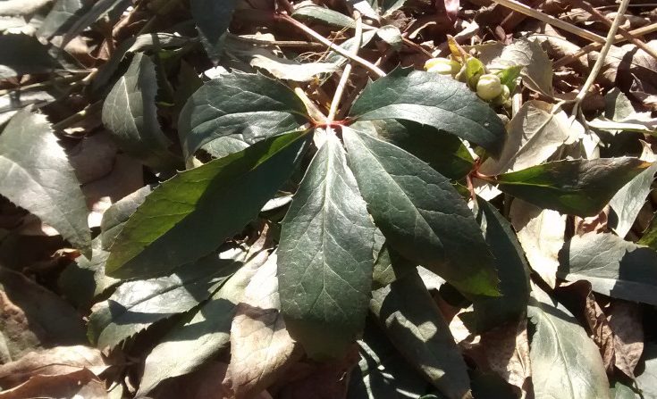 Botanical Nerd Word: Pedate - Toronto Botanical Garden