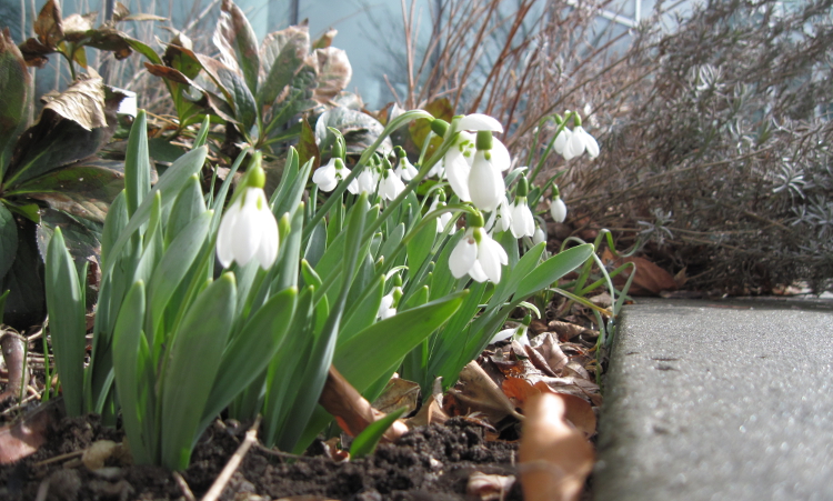 Botanical Nerd Word: Scape - Toronto Botanical Garden