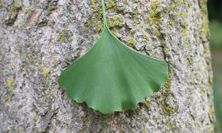 Botanical Nerd Word: Flabellate - Toronto Botanical Garden