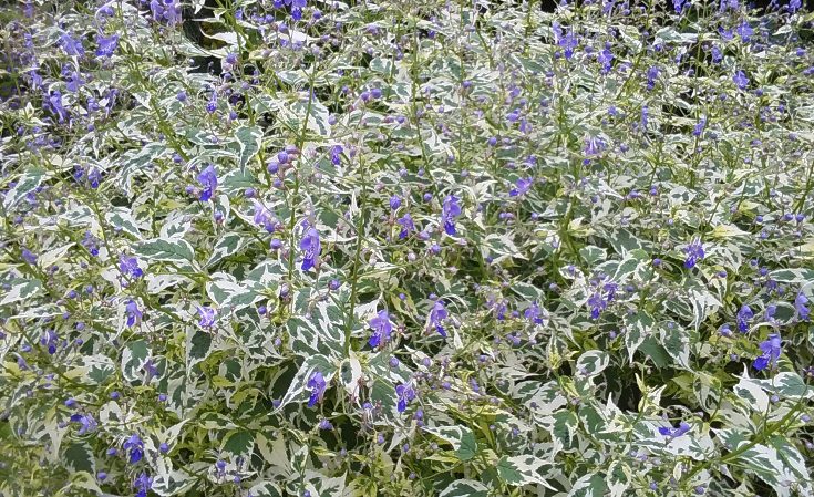 Botanical Nerd Word: Divaricate - Toronto Botanical Garden