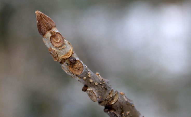 Botanical Nerd Word: Leaf Scar - Toronto Botanical Garden