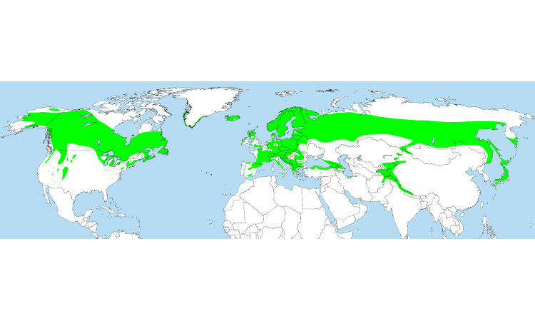 Botanical Nerd Word: Holarctic - Toronto Botanical Garden