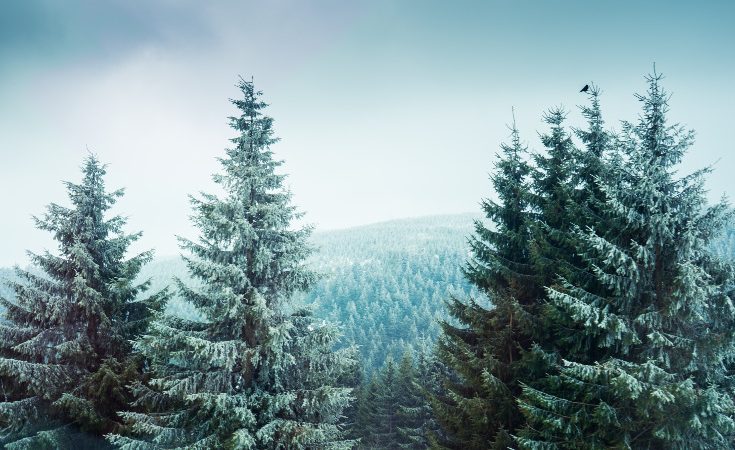 Botanical Nerd Word: Excurrent branching - Toronto Botanical Garden