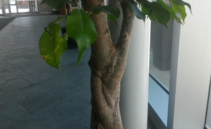 Botanical Nerd Word: Inosculation - Toronto Botanical Garden