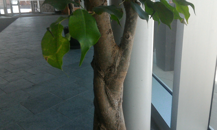 Botanical Nerd Word: Inosculation - Toronto Botanical Garden