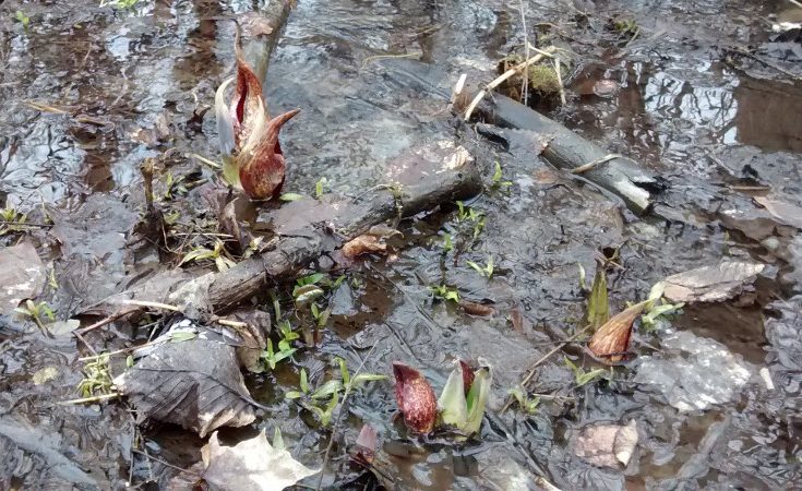 Botanical Nerd Word: Helophyte - Toronto Botanical Garden