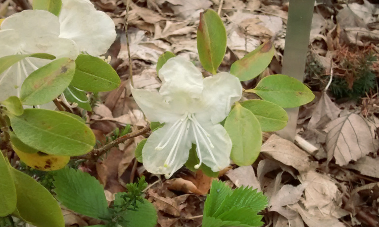 Botanical Nerd Word: Stamen - Toronto Botanical Garden