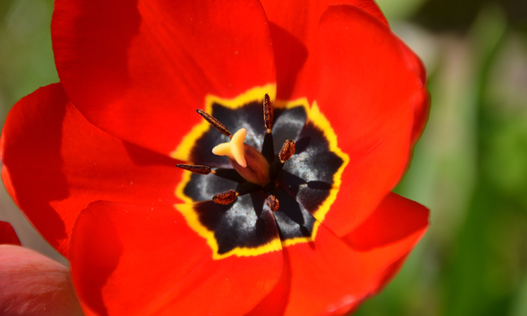 Botanical Nerd Word: Pistil - Toronto Botanical Garden