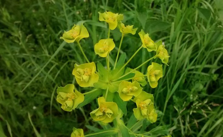 Botanical Nerd Word: Cyathium - Toronto Botanical Garden