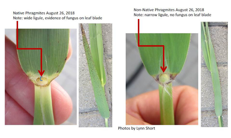 Botanical Nerd Word: Ligule - Toronto Botanical Garden