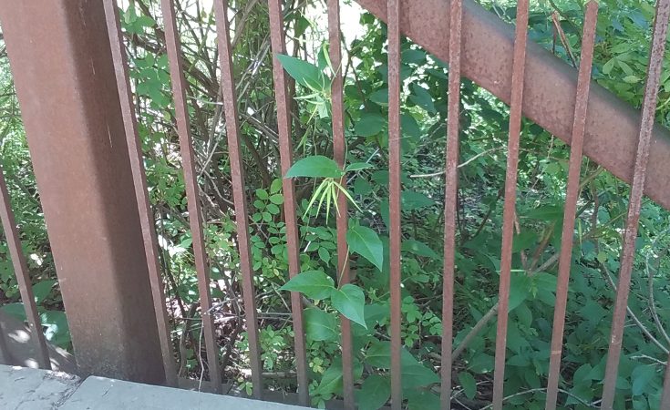 Botanical Nerd Word: Twining - Toronto Botanical Garden