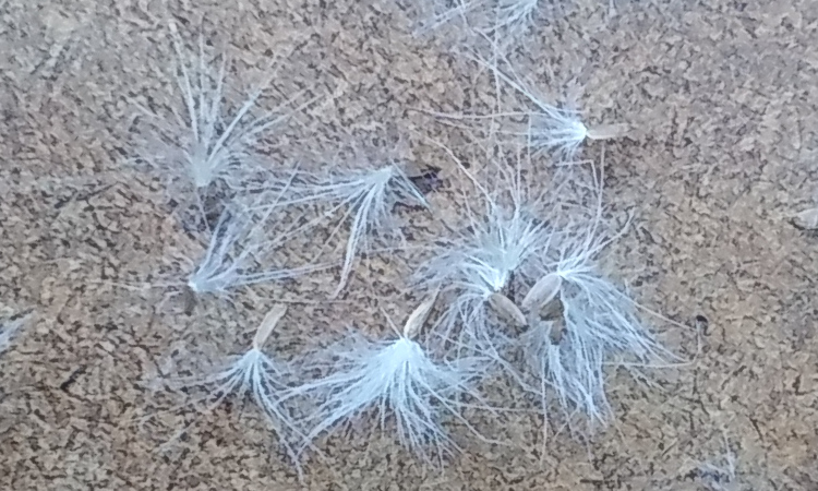 Botanical Nerd Word: Pappus - Toronto Botanical Garden