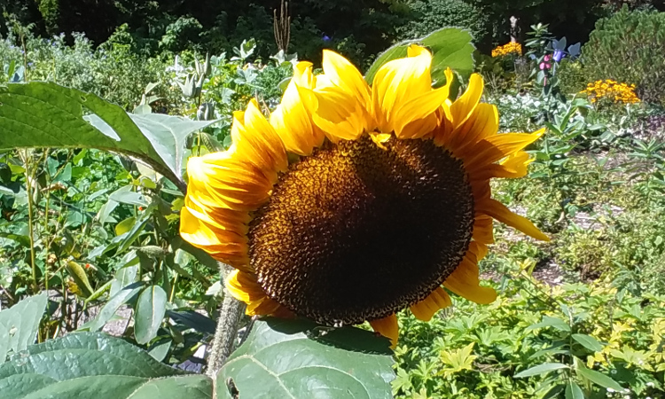 Botanical Nerd Word: Pseudanthium - Toronto Botanical Garden