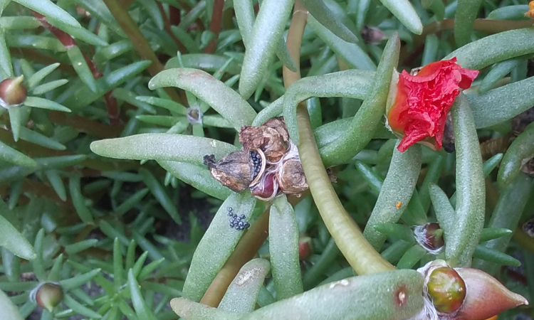 Botanical Nerd Word: Pyxis - Toronto Botanical Garden