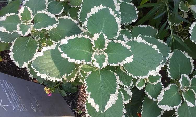 Botanical Nerd Word: Decussate - Toronto Botanical Garden