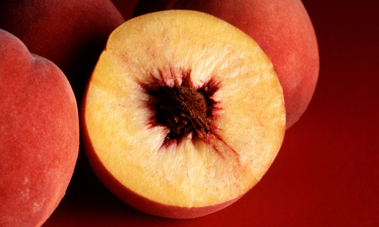 Botanical Nerd Word: Mesocarp - Toronto Botanical Garden